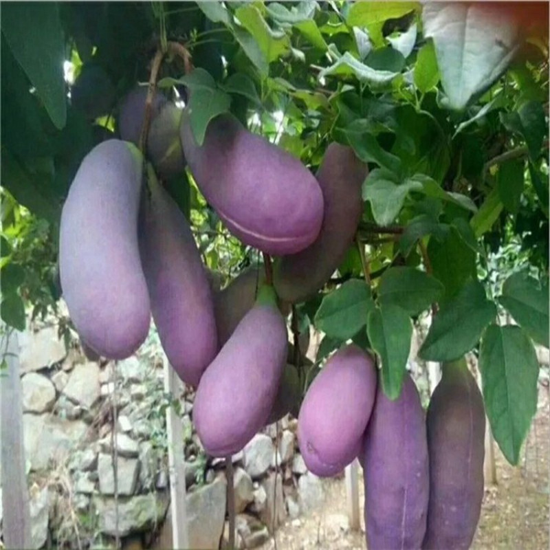 [Easy to grow in Philippines] Fresh August Melon Seeds for Planting Fruit Plants (30pcs ...