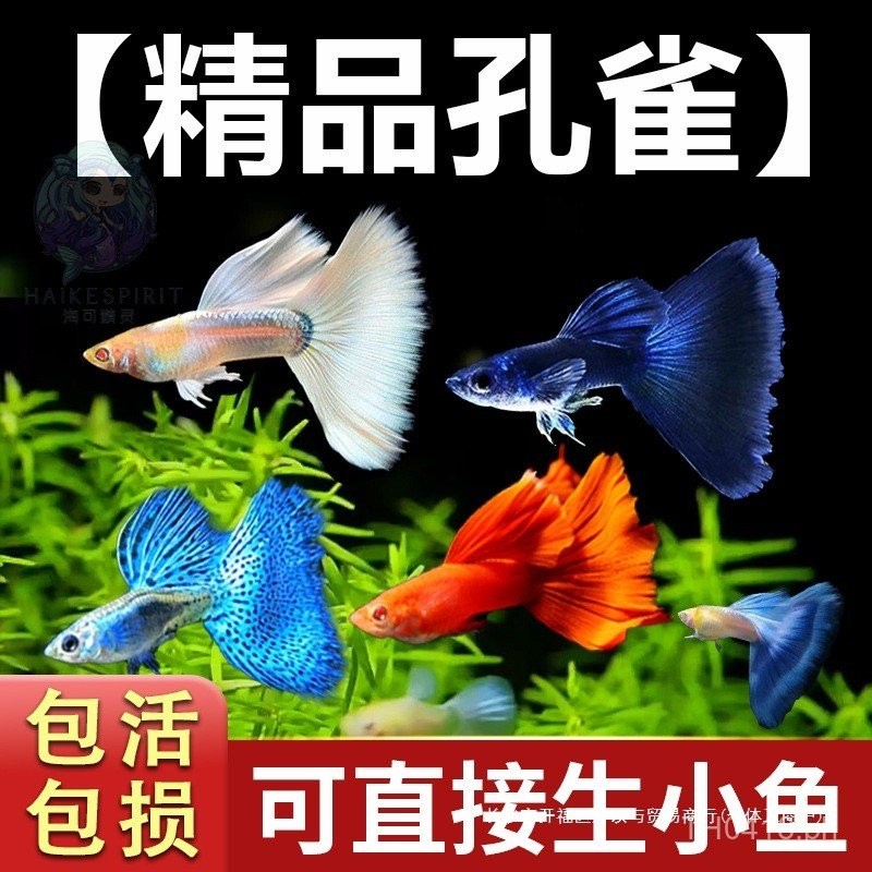 Ornamental Fish Freshwater Resistant Easy to Raise Small Red and Green ...