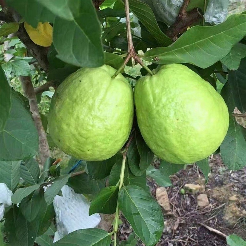 [Easy to grow in the Philippines] 50pcs Bonsai Guava Seeds for Planting ...