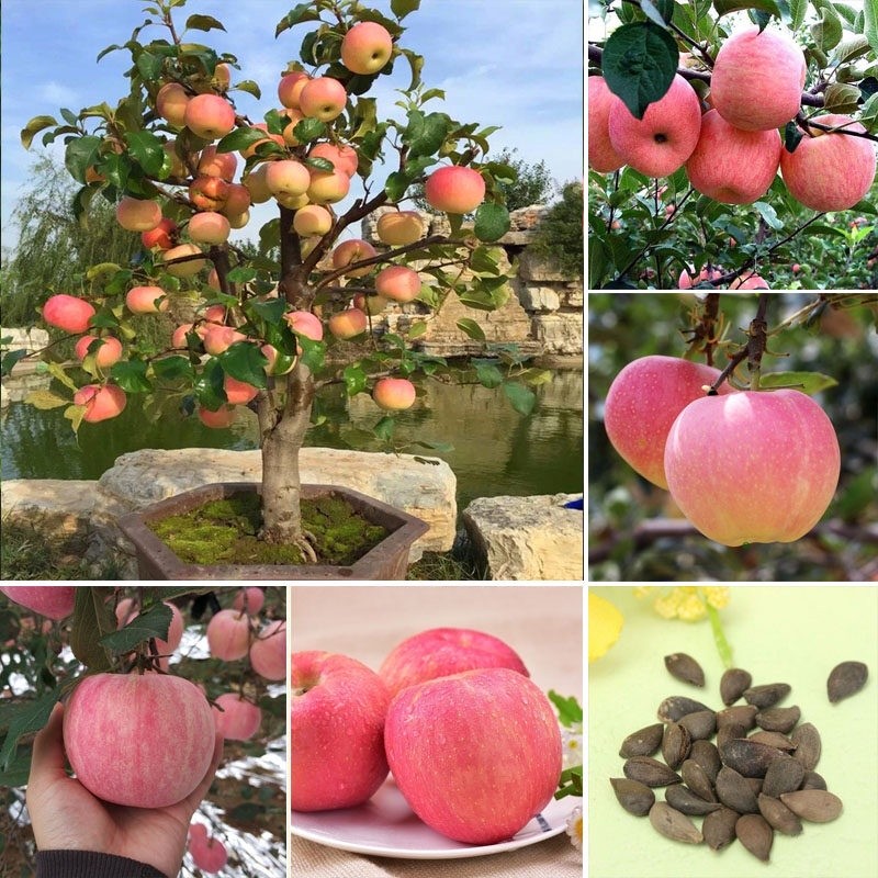 10Pcs Dwarf Apple Tree Seeds Sweet Apple Seeds for Planting Edible Bonsai Tree Live Plant Seeds ...