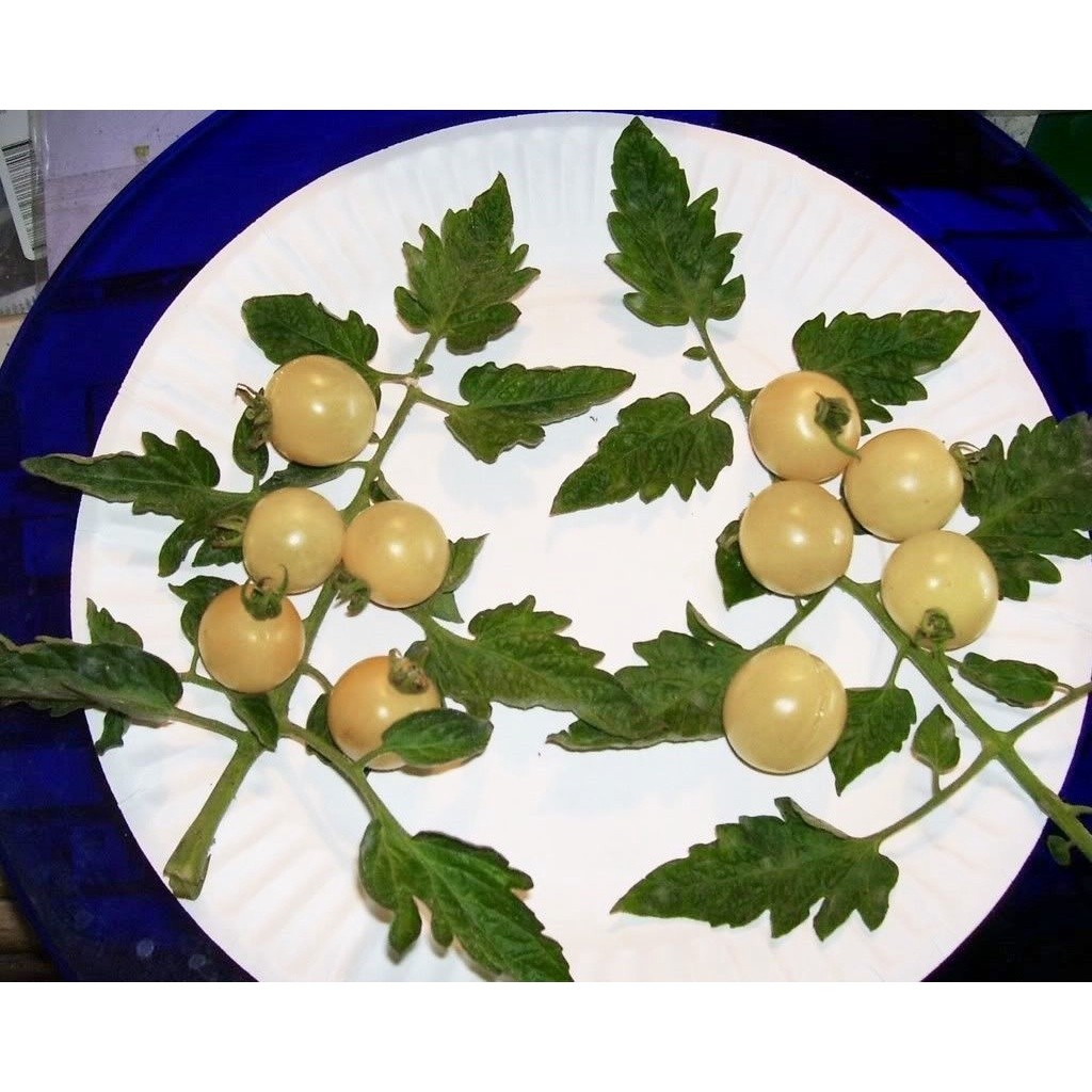 50pcs Organic SNOW WHITE CHERRY TOMATO Lycopersicon Fruit Vegetable ...