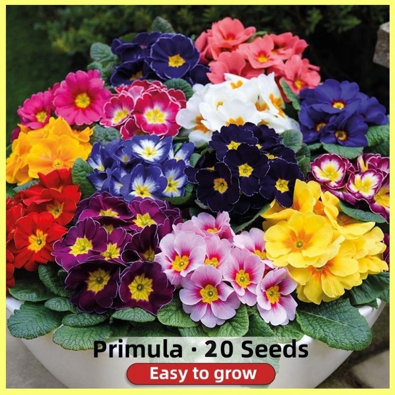 20seeds/pack Rare Primula Seeds Flower Seeds for Planting & Gardening ...