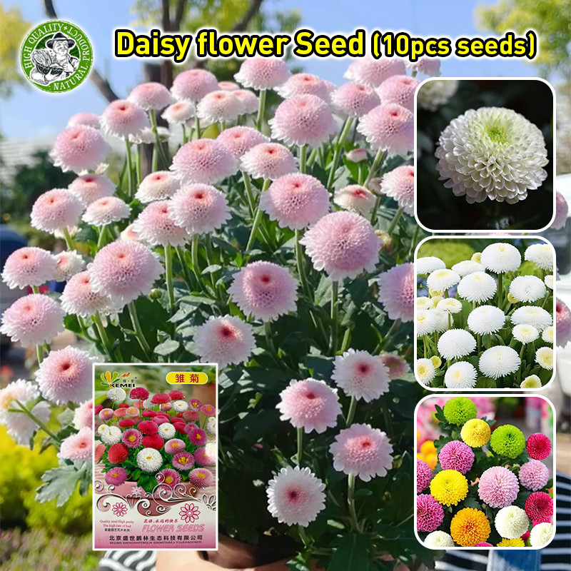 100% Legit Daisy Flower Seeds (High germination) Mixed Daisy Plant ...