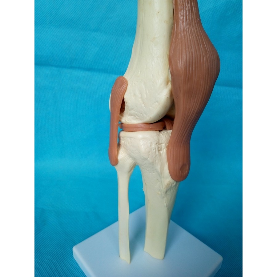 Good Quality Bendable Knee Human Joint Bone Function Model Ligament ...