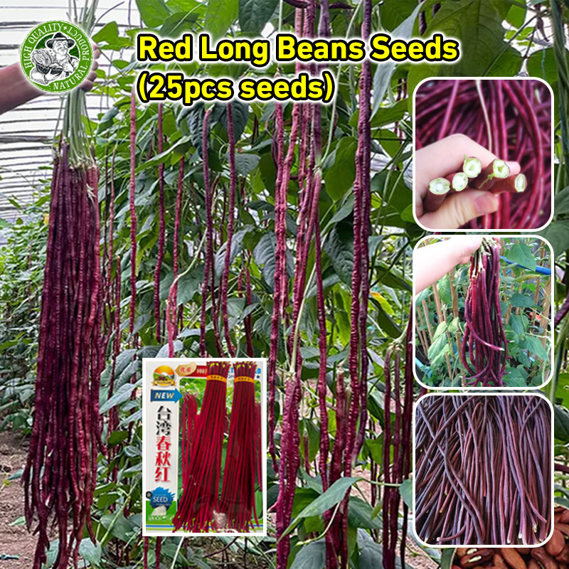 High Yield Fresh Red Long Beans Seeds F1 Organic Red Long Beans Sitao ...