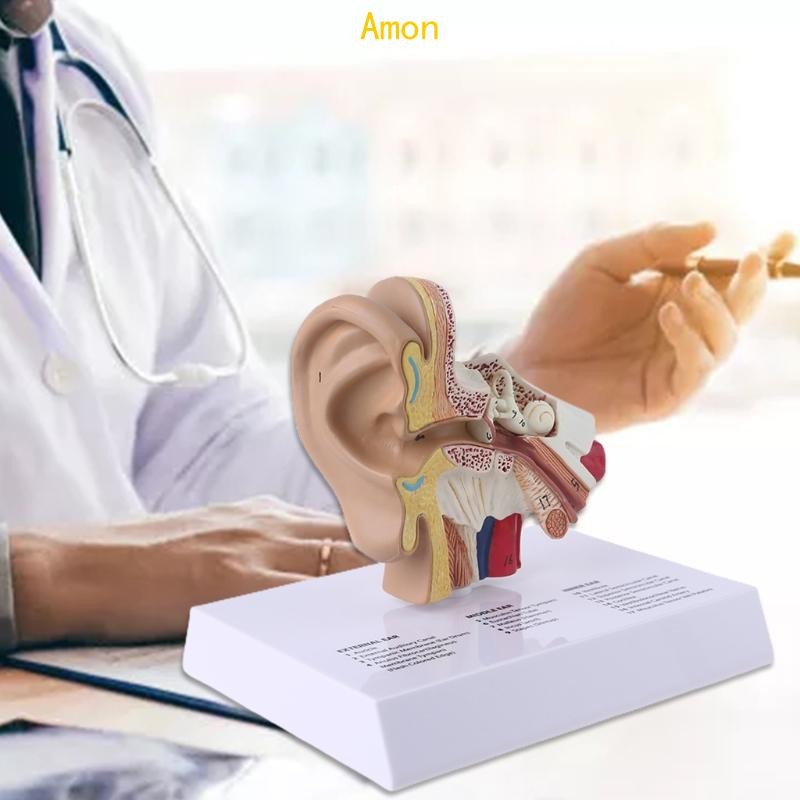 Amon 1 5 Times Life Size Human Ear Model Scientific Anatomy Teaching ...