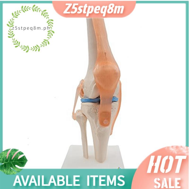 Anatomical Knee Joint Skeleton Model Human Knee Joint Teaching Model ...