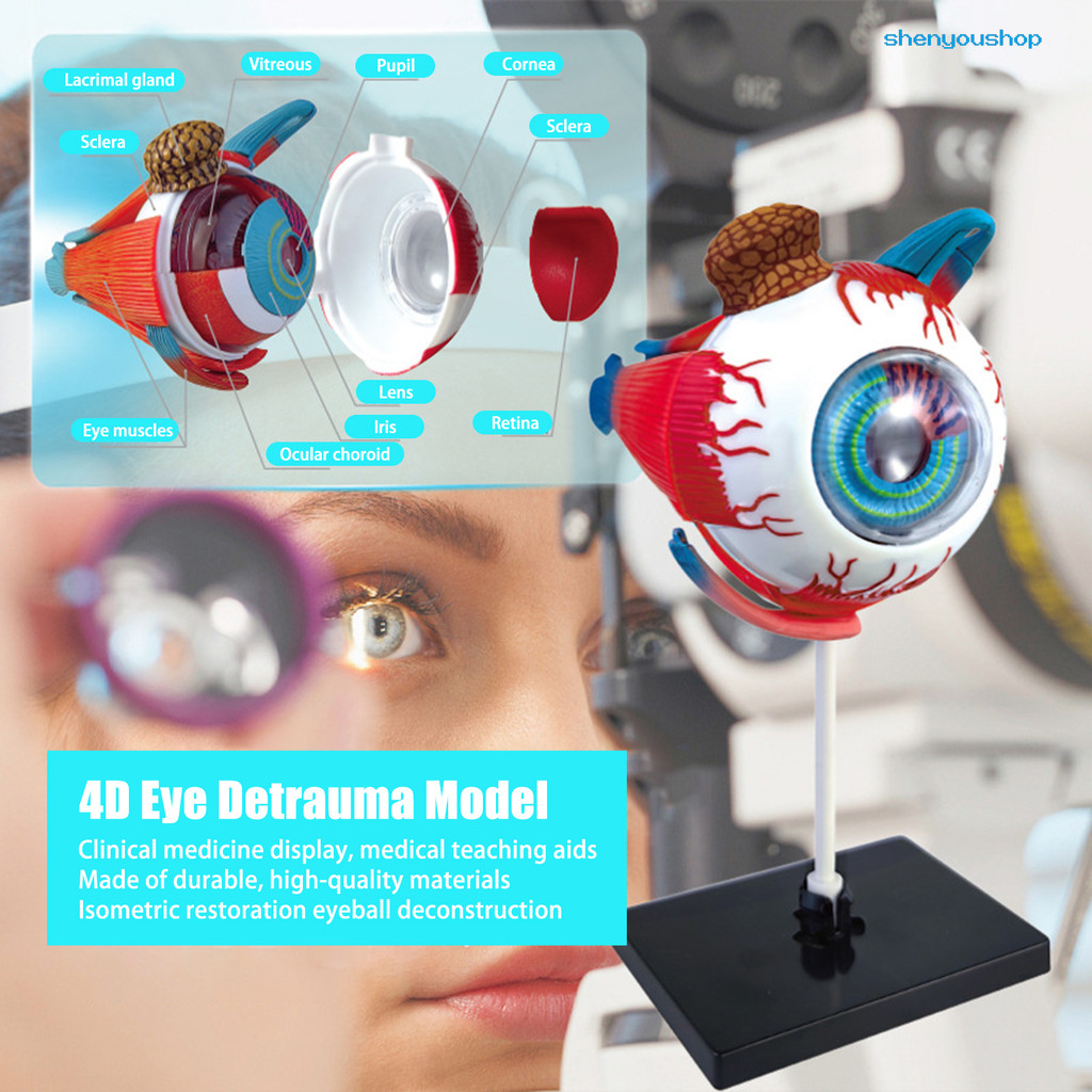 Shenyoushop Human Eye Anatomical Model Detachable Accurate Eye Ball ...