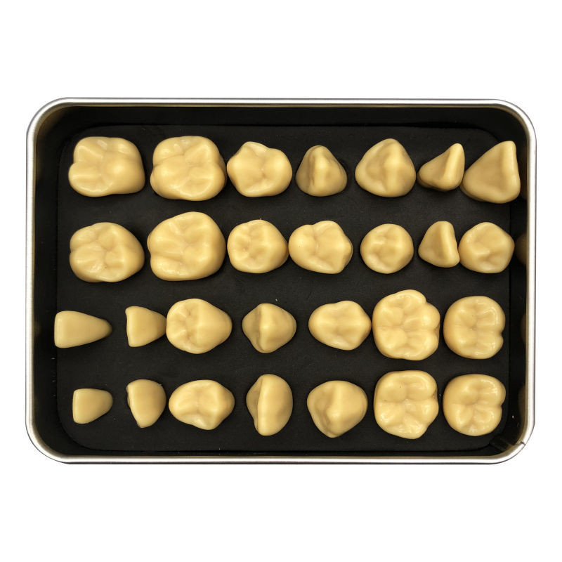 28pcs Dental Teaching Model Carved Tooth Model Prepare Tooth Model ...