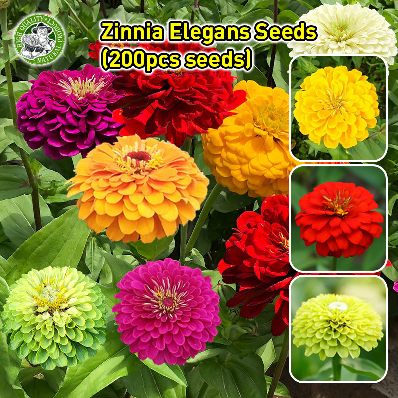 100% Original Mixed Color Zinnia Flower Seeds for Planting Flowers ...