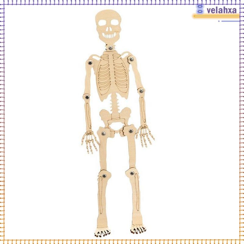 [Velahxa] Science Toy Human Skeleton Model Projects Creative Stem ...