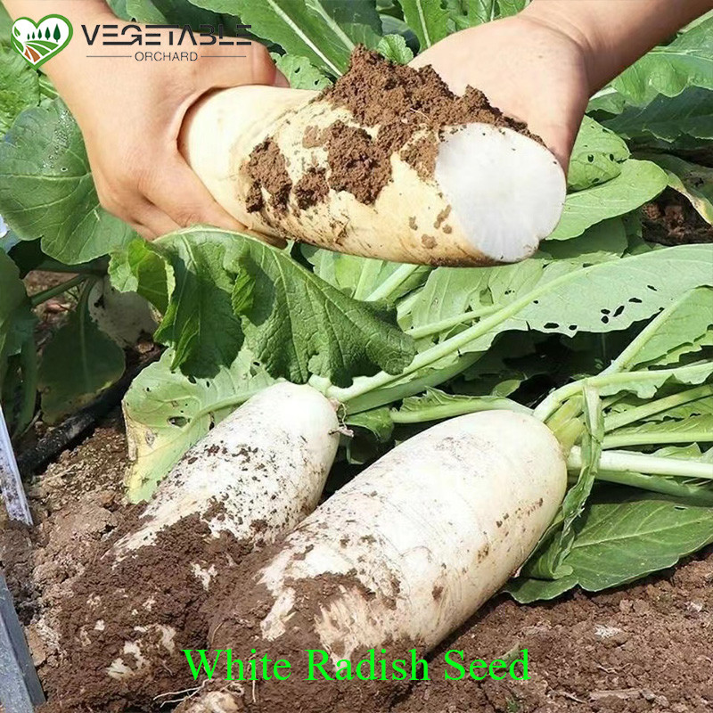 SNOW WHITE RADISH VEGETABLE SEEDS (300 seeds) | Shopee Philippines