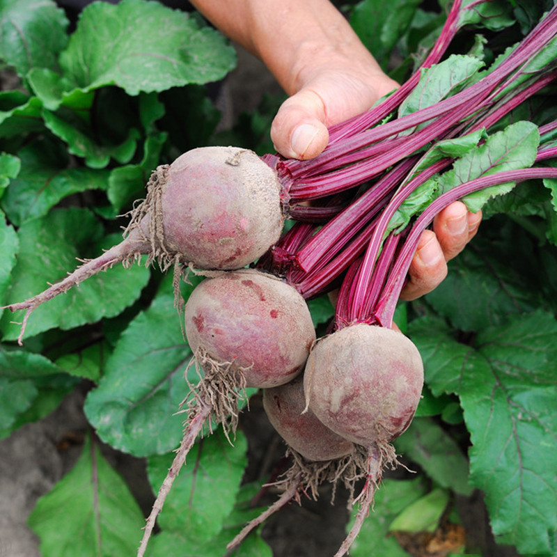 [Easy to grow in the Philippines] 50pcs Fresh Beetroot Seeds buto ng ...