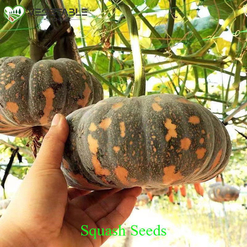 Squash Seeds - (10seeds) High Yielding SQUASH Vegetable Seeds | Shopee ...