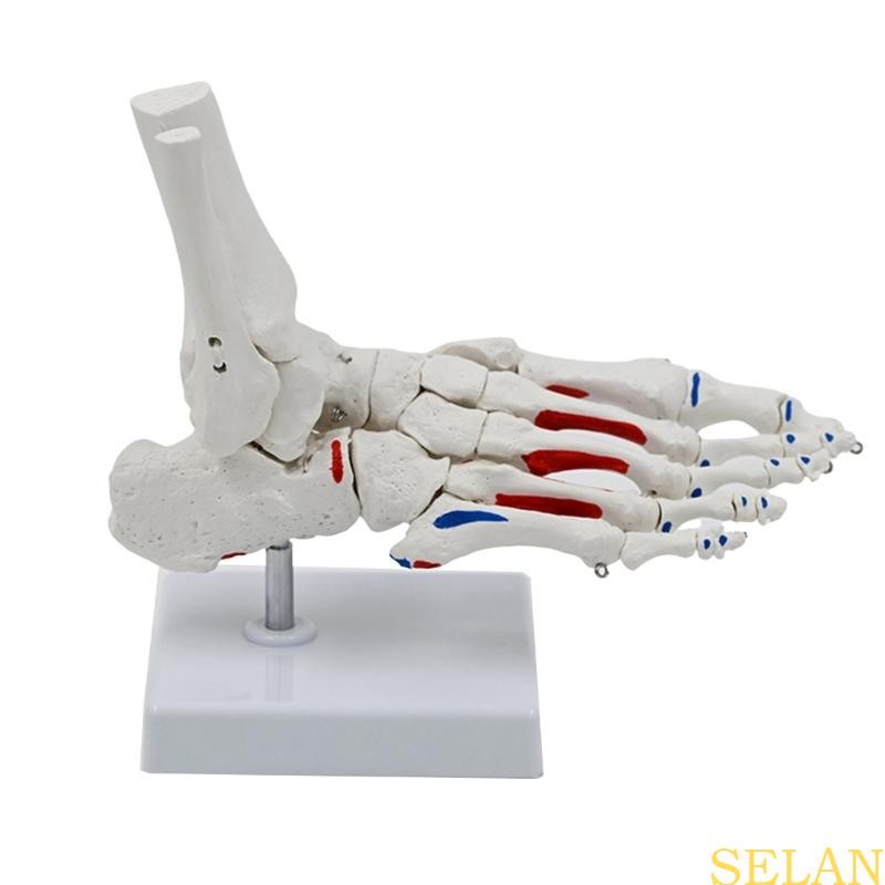SELA Human Foot Joint Skeleton Model Medicals Model PVC Foot Joints ...