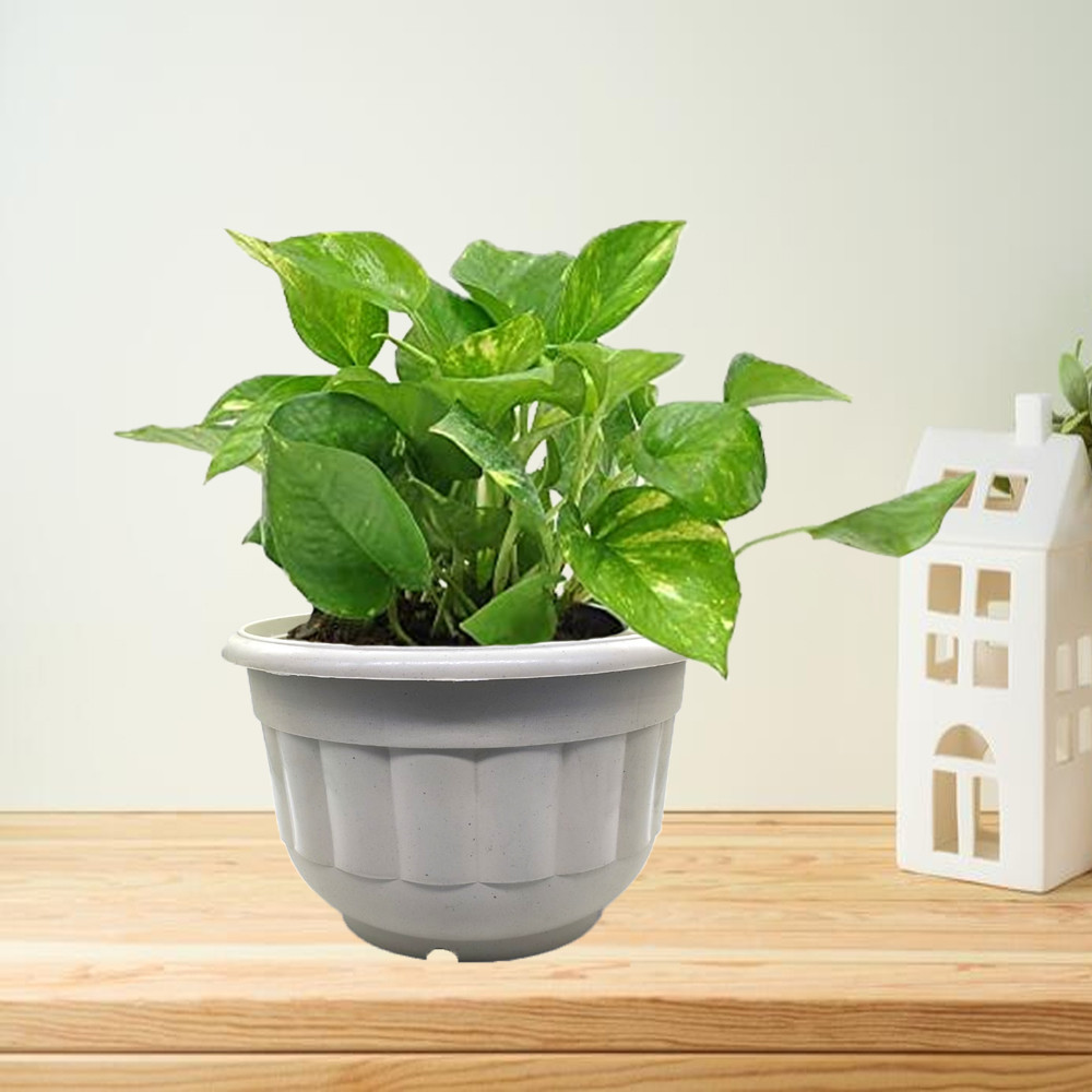 Plastic Flower Pot - Medium Round 18.5x13.5x11cm | Paso Para sa Halaman ...