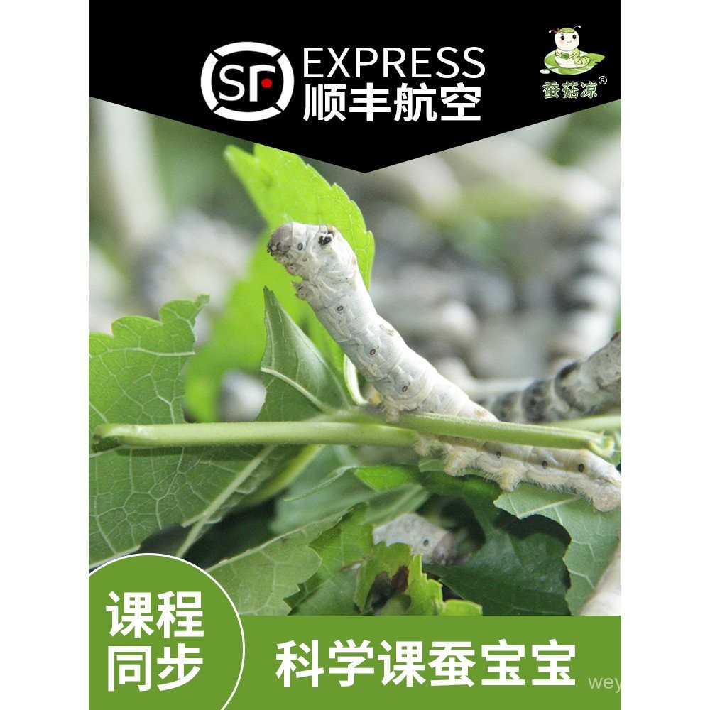Silkworm Baby Student Silkworm Rearing Kit Scientific Live Seeds Spring ...