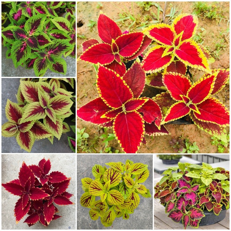 100pcs Coleus Mayana Seeds Varieties Gardening Flower Seeds Easy To ...