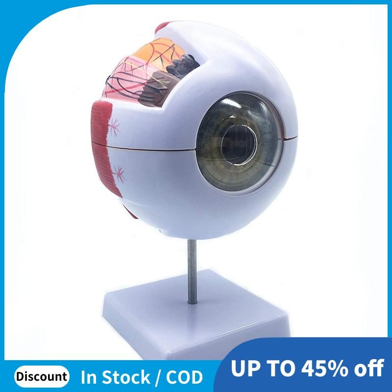 Best Sell 6X Enlarged Human Eye Anatomical Model,Anatomically Accurate ...