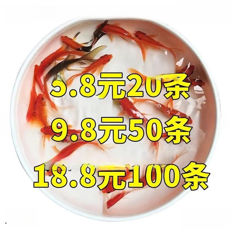 Fish Fry Dragon Tail Small Goldfish Live Fish Tank Ornamental Fish Live ...