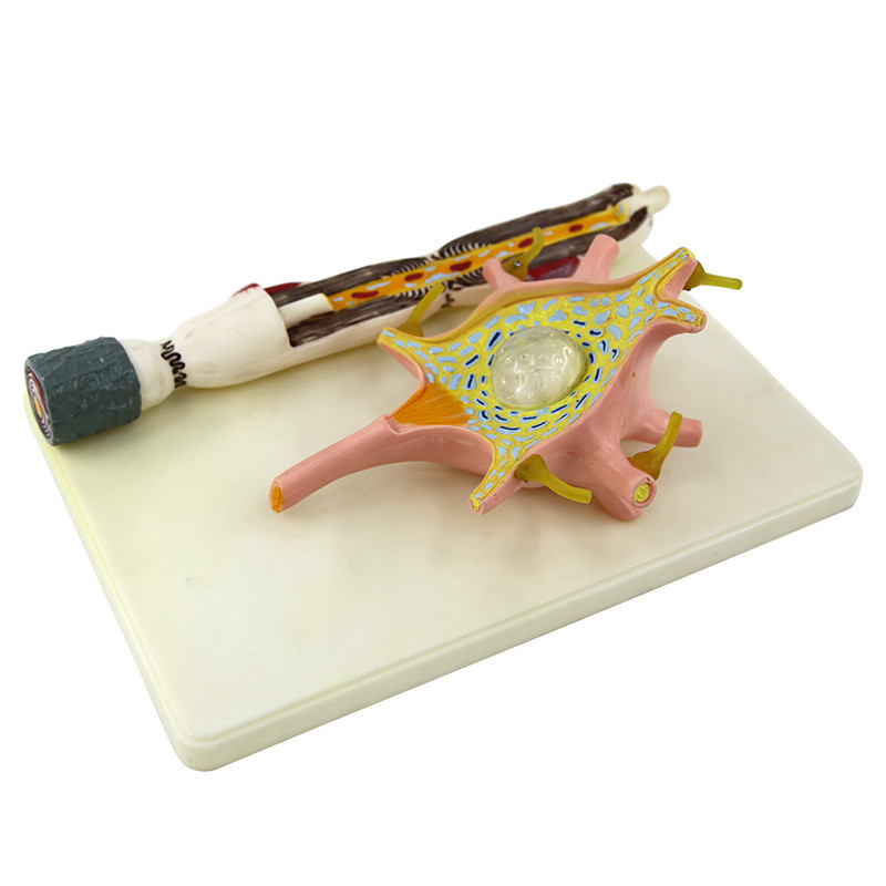 Enlarged Neuron Model for Medical Teaching with Neurofiber Structure ...