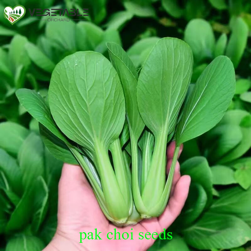 GREEN PAKCHOI VEGETABLE SEEDS (20 seeds)-High Yield Green Stem Pakchoi ...