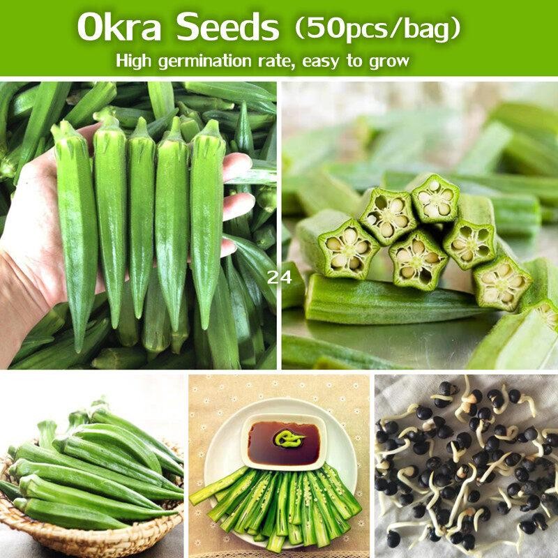 Red Green Okra Seeds for Planting (50 Seeds/Pack) High Germination Rate ...