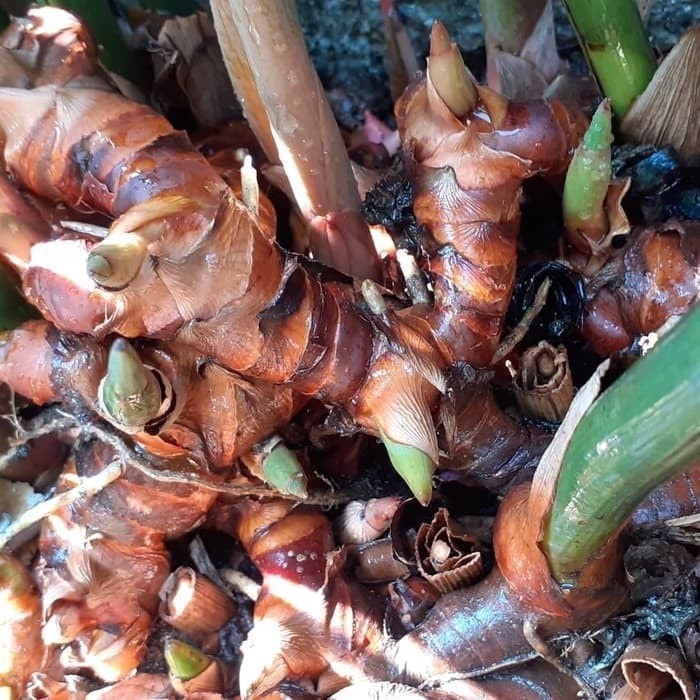 MERAH Red galangal/red laos/laja/fresh galangal 500 grams | Shopee ...