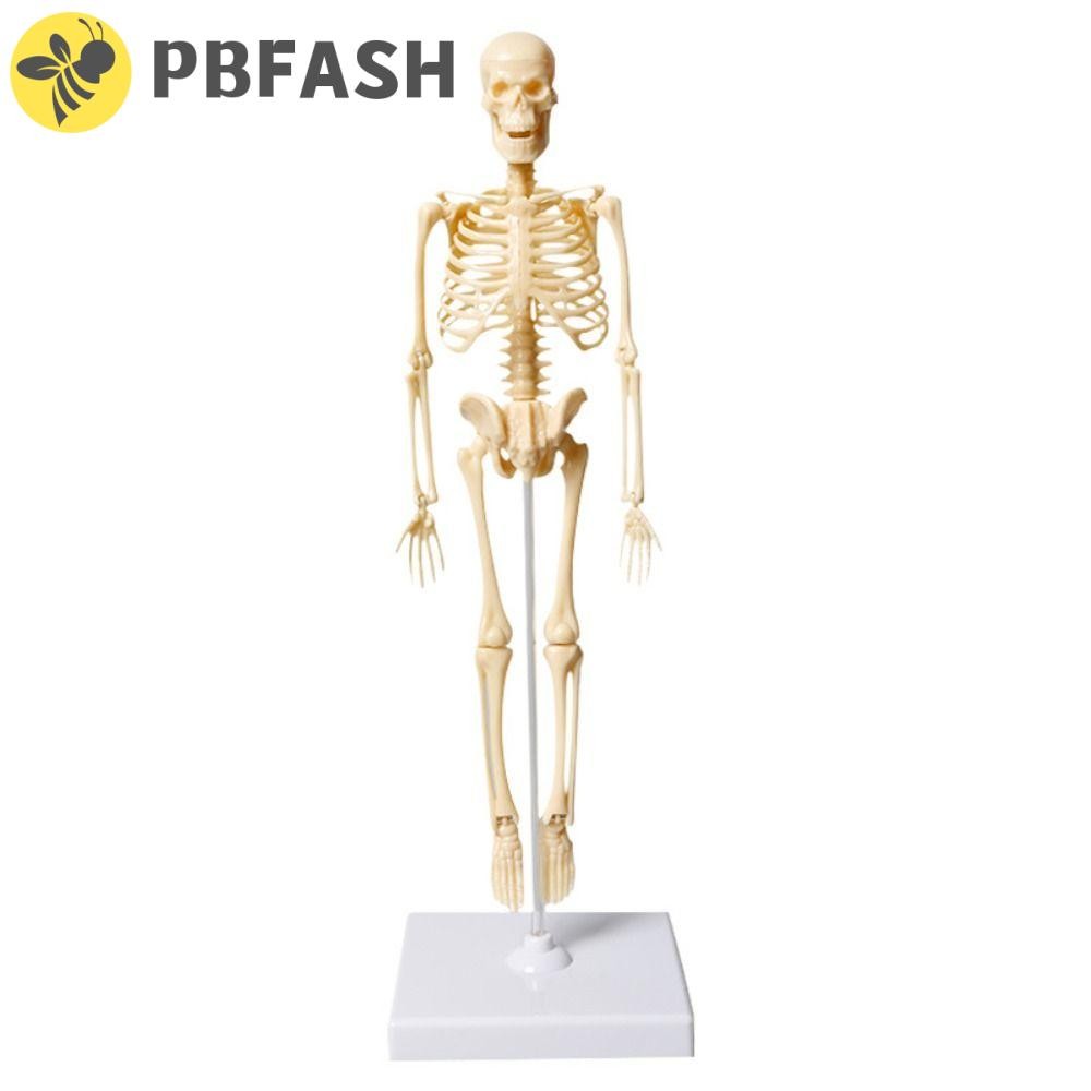 PBFASH Bone Model, DIY Removable Joints Of Human Organ Model ...