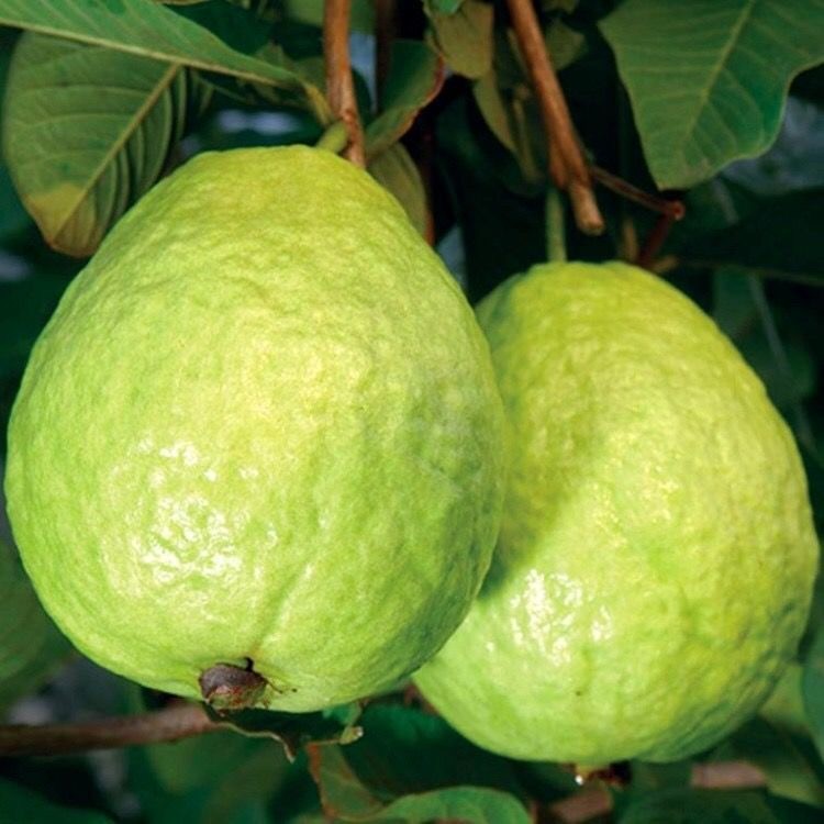 20seeds Bonsai Guava Seeds for Planting Vegetable Plants-Fresh Taiwan ...