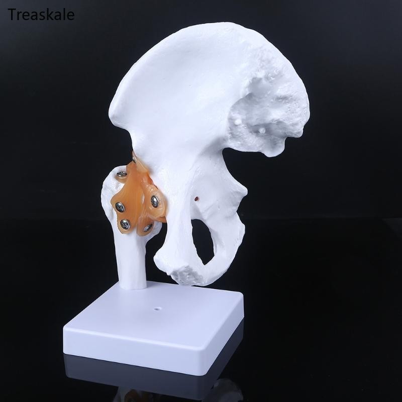 TREA Life Size Ligament Hip Joint Medical Anatomy Model Skeleton ...