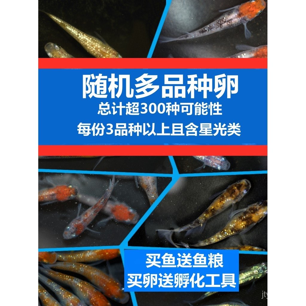 View Back Medaka Koi Goldfish Cold Water Fish Non-Heating Magic Fish ...