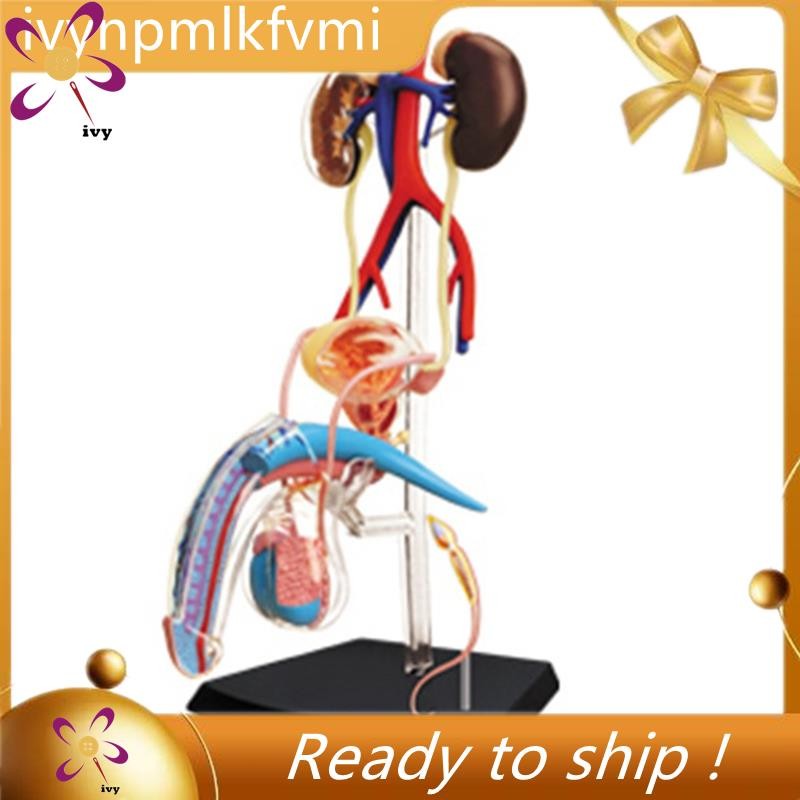 [Ivym] Medical Torso Human Body Model Education Male Reproductive ...
