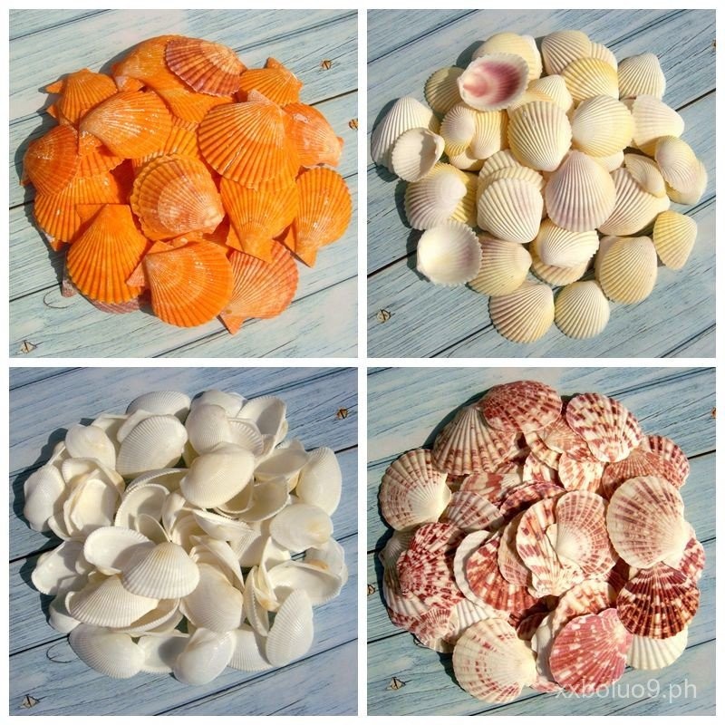 Natural Shell White Shell Coconut Shell Fan Shell Aquarium Landscaping ...