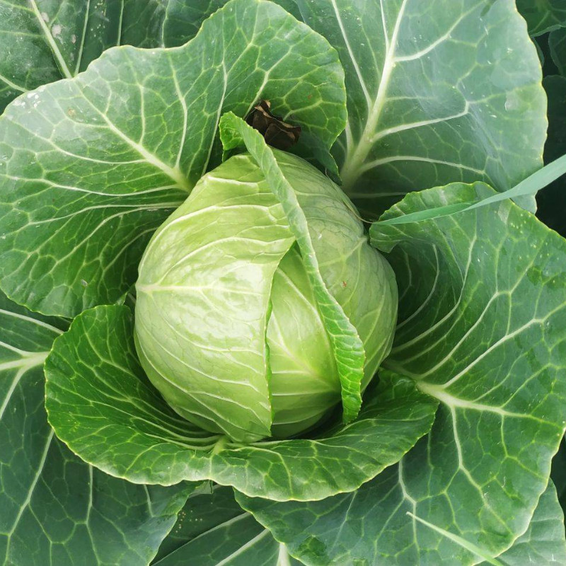 [Easy to grow in Philippines] Organic Brassica Oleracea Seeds Premium ...