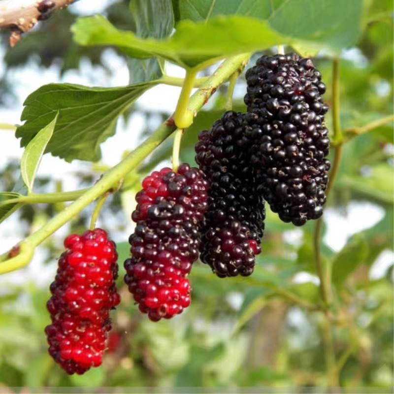 100 Seeds/pack Dwarf Mulberry Seeds for Planting Sweet Fruits Seeds ...