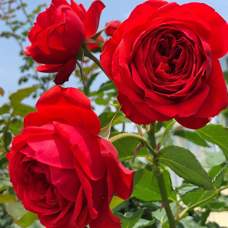 100PCS/PACK Red Rose Seeds for Planting-Gardening Bonsai Fragrant Red ...