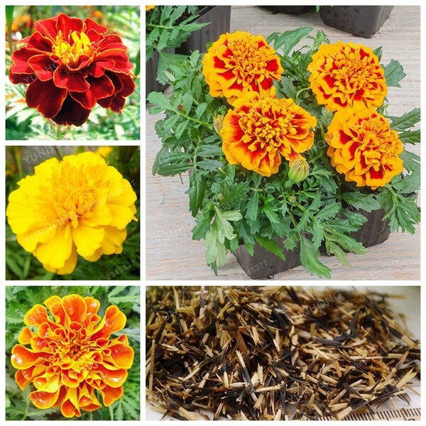 Philippines Ready Stock 50 pcs Seeds/bag Yellow Orange Color Marigold ...