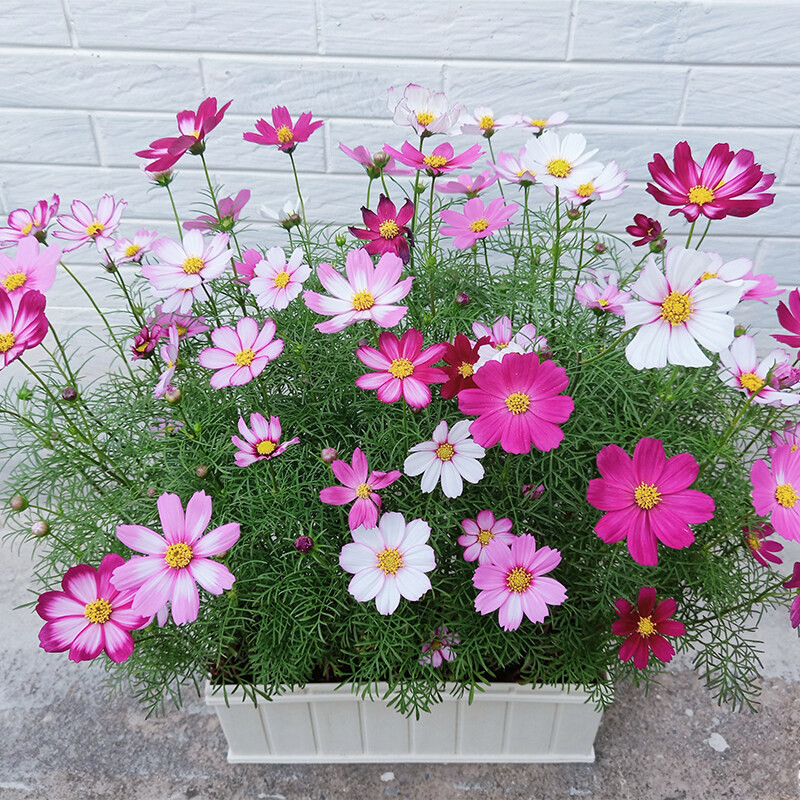 [100% Original] Fresh Cosmos Flower Seeds for Gardening (Mixed Color 50 ...
