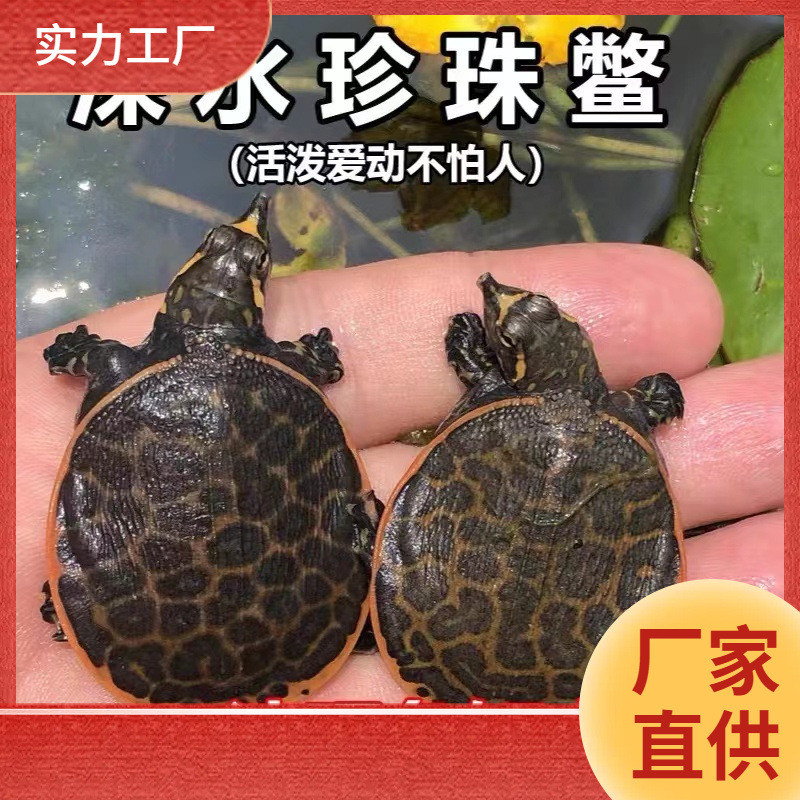 ll Deep Water Turtle, Pearl Turtle, Cold Water Turtle, Living Turtle ...