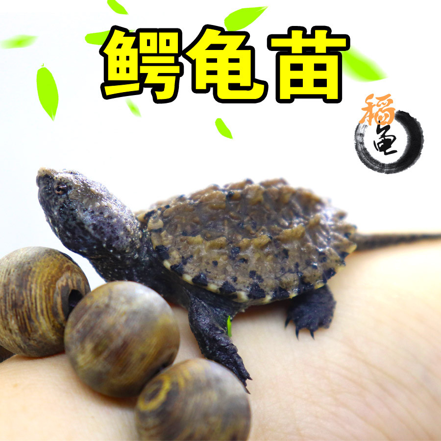 Live Alligator Snapping Turtle Small Turtle Live Animal Ornamental ...