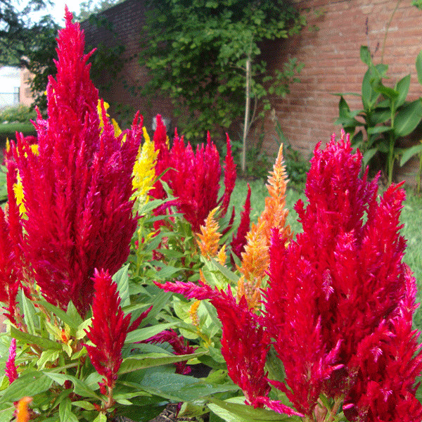 50 seeds/pack Mixed Celosia Plumosa Flower Seeds for Garden Flowers Air ...