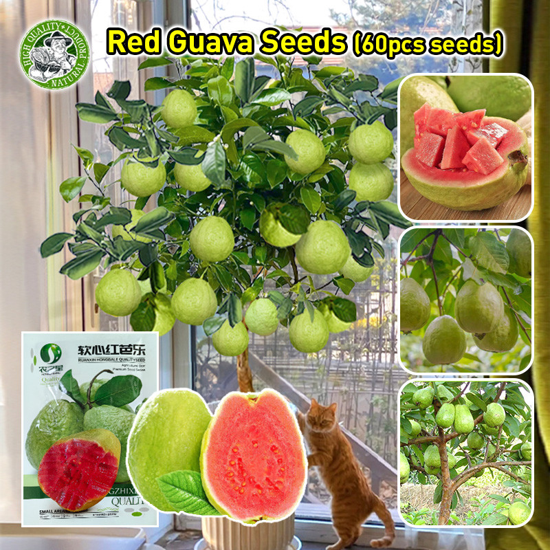100% Fresh Red Guava Seeds for Planting Fruits- Bonsai Guava Seeds Home ...
