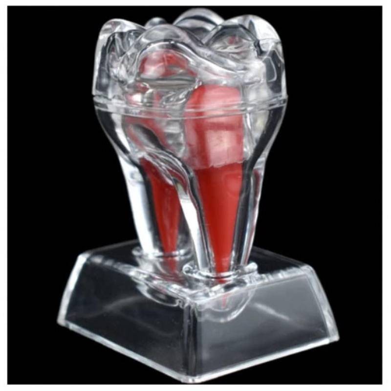 Dental Anatomical Model Removable Teeth Model Double Layer Tooth Dental ...