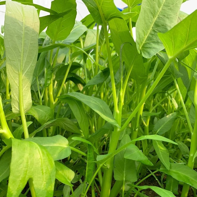 Chinese Kangkong Seeds /（50seeds） Upland Kang kong / Water Spinach ...