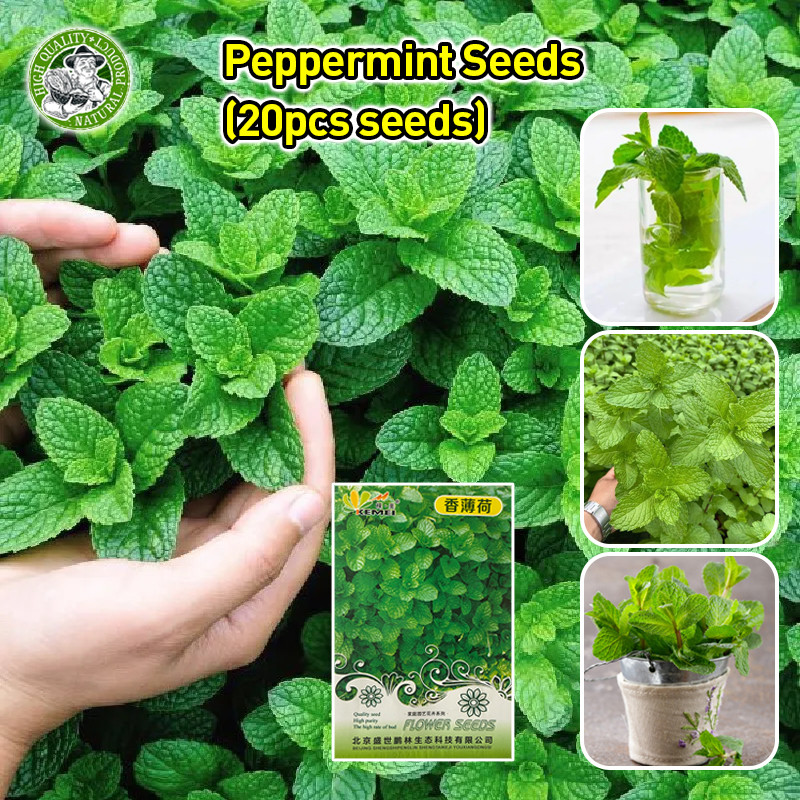 100% Organic Peppermint Seeds Potted Edible Mint Herbs Seeds Perfume ...