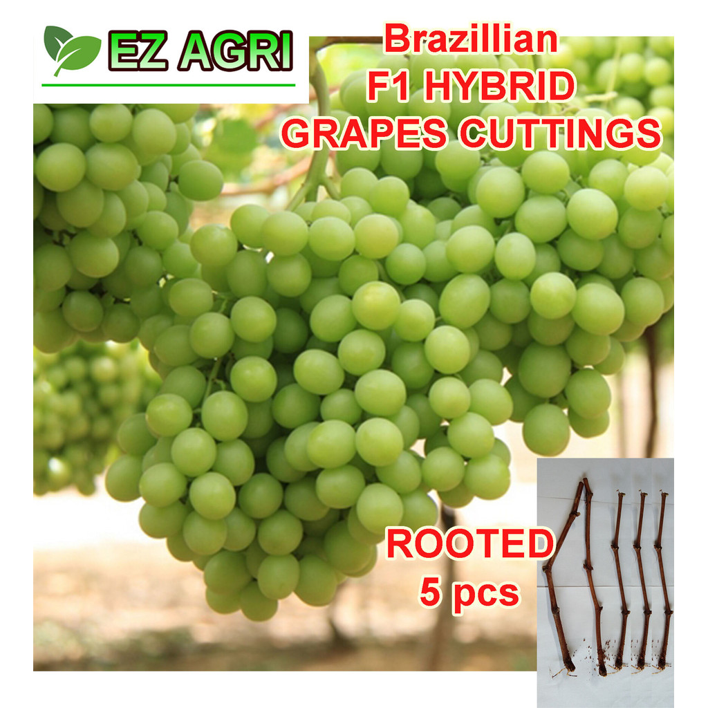 5 pcs rooted callus grapes cuttings BRAZILLIAN HYBRID GRAPE AS PLANTING ...