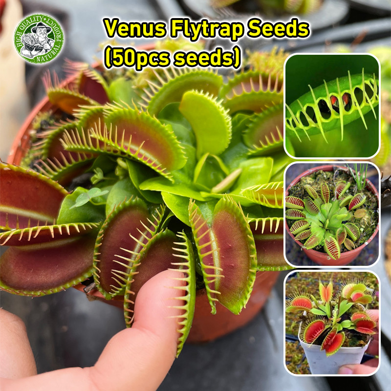 High Quality Venus Flytrap Seeds - Fly Trap Funny Plants Seeds Bonsai Seeds Venus Flytrap Plant ...