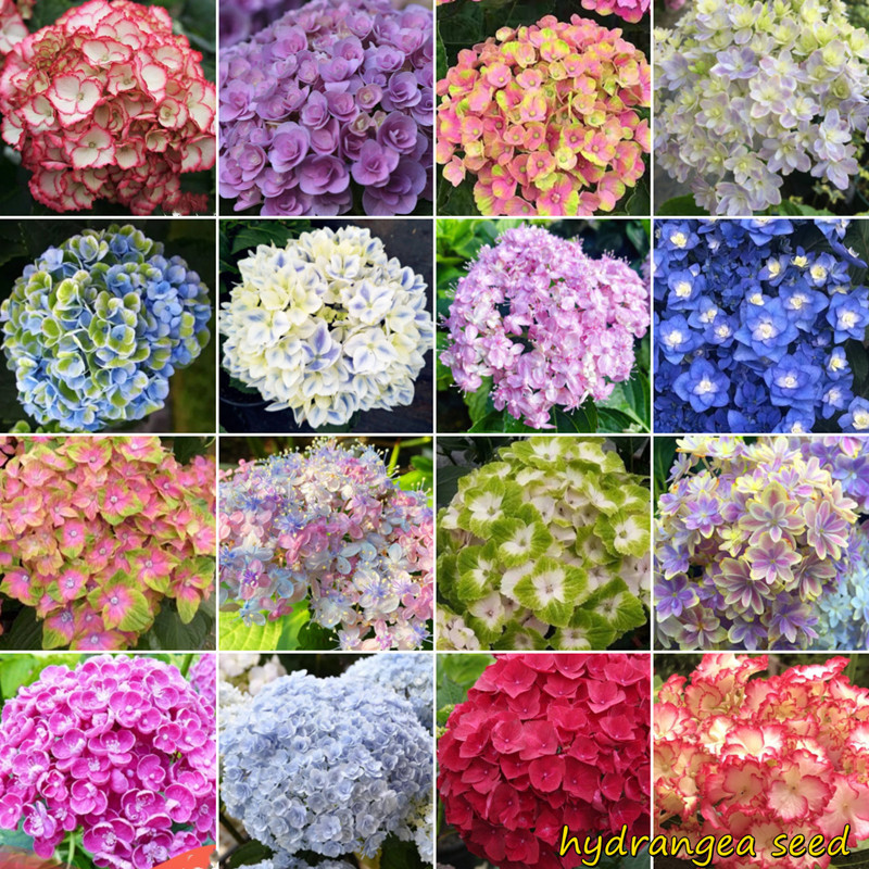 [Fast Grow] Philippine Stock 20pcs Mixed Colors Hydrangea Flower Seed ...