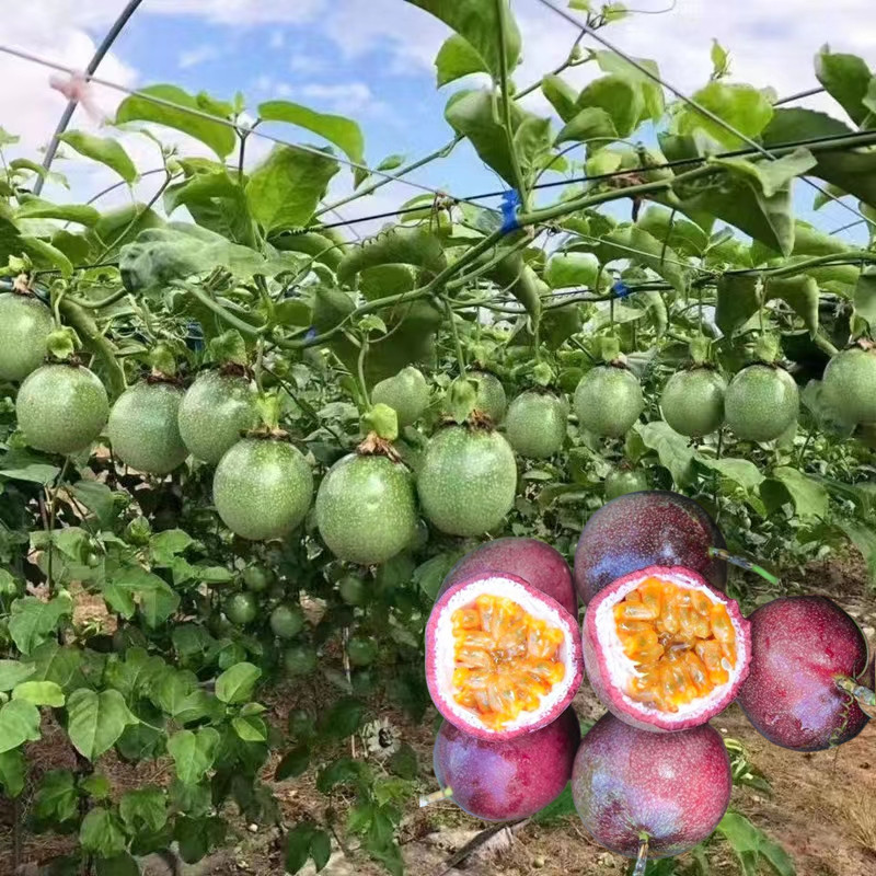 20 pcs/pack Sweet Red Passion Fruit Seeds for Planting Indoor Outdoor ...